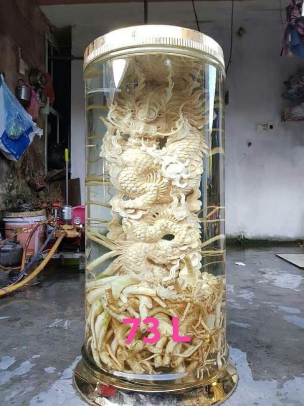 Củ đinh lăng điêu khắc ngâm rượu nghệ thuật ĐỘC LẠ